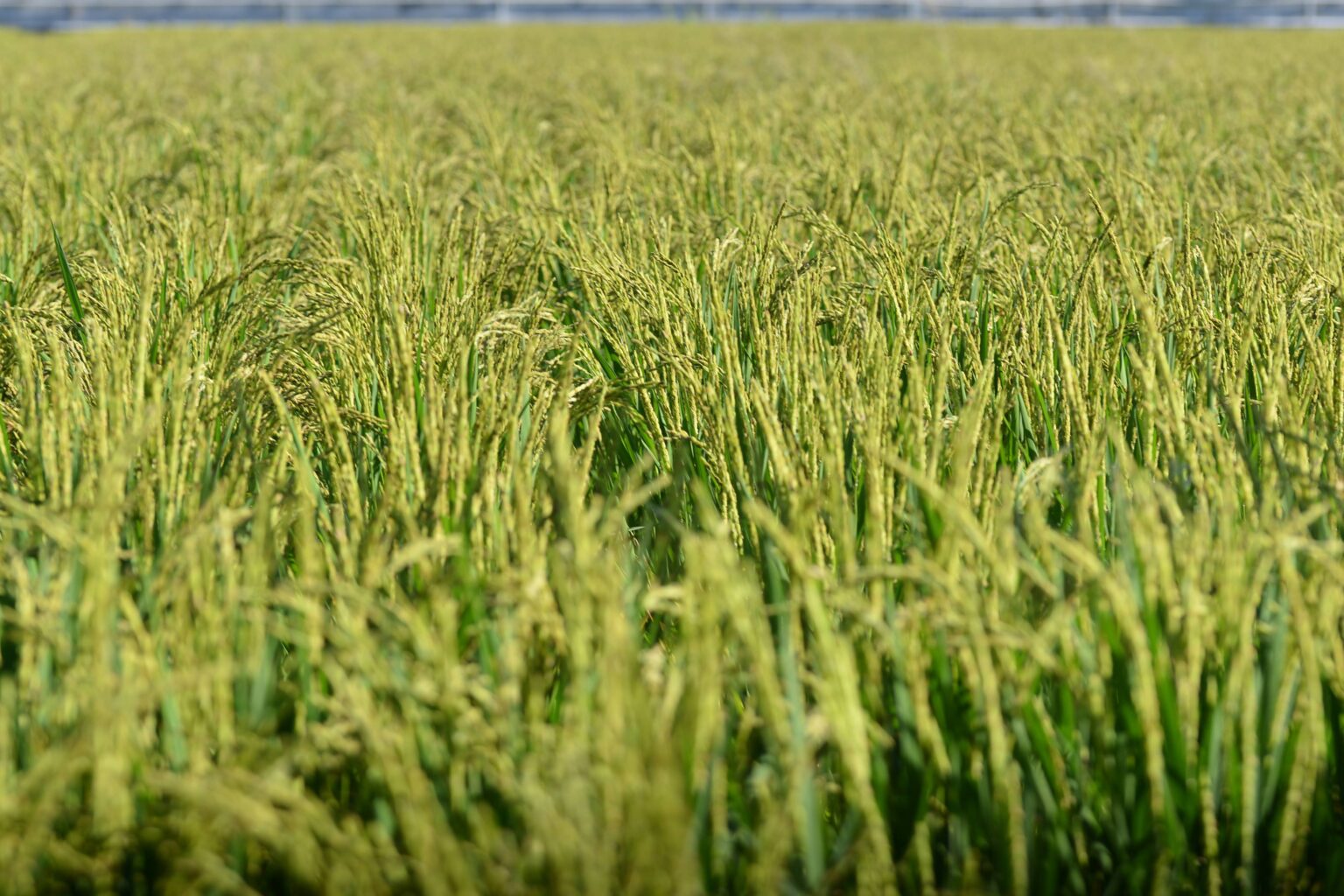 ｜UTAZU BEER｜宇多津産古代米を使ったクラフトビールが誕生！ UTAZU BEER: A Craft Beer Brewed with ...